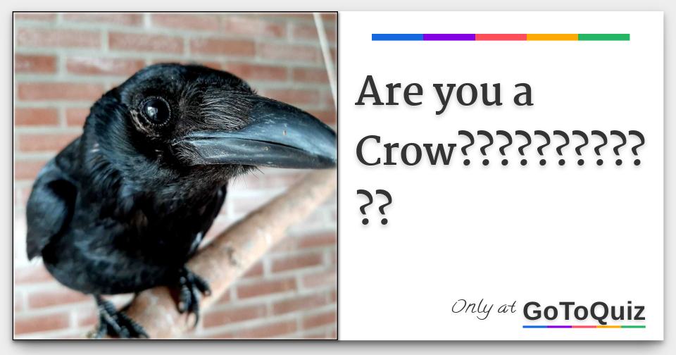 Are you a Crow????????????