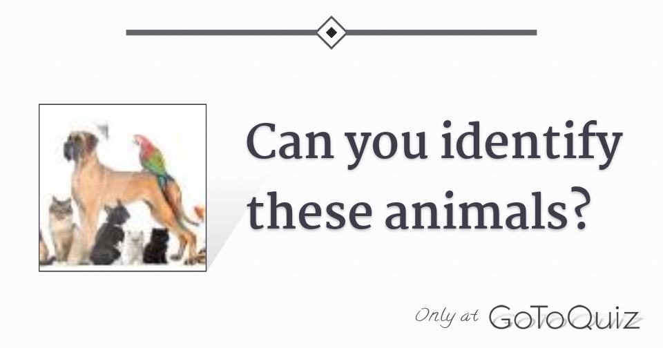 Can you identify these animals?