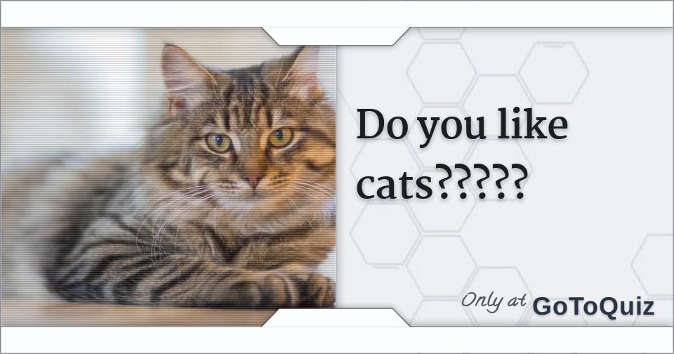 Do you like cats?????