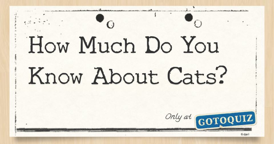 How Much Do You Know About Cats?