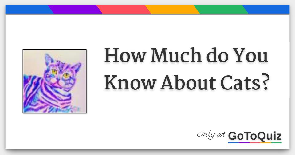 How Much Do You Know About Cats how-much-do-you-know-about-cats