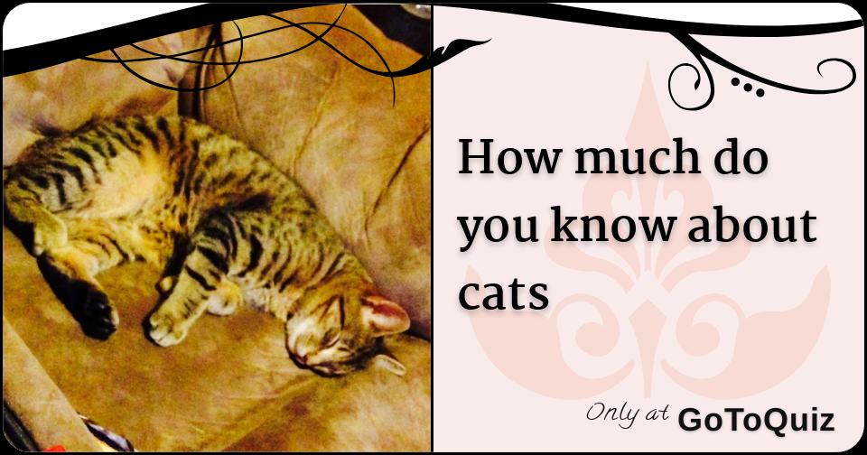 How much do you know about cats