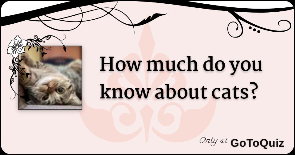 How much do you know about cats?