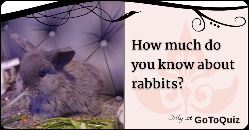 How much do you know about rabbits?