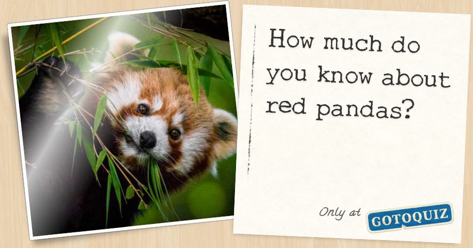 How much do you know about red pandas?