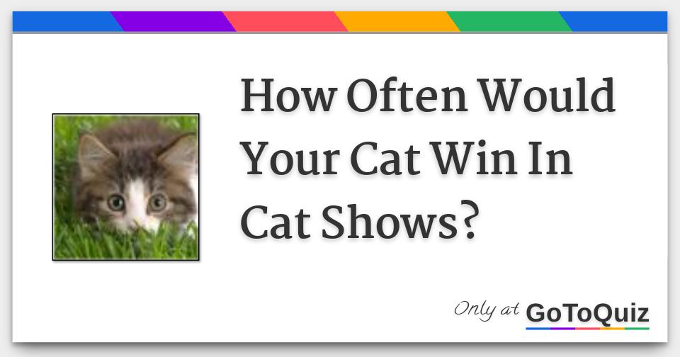 How Often Would Your Cat Win In Cat Shows?