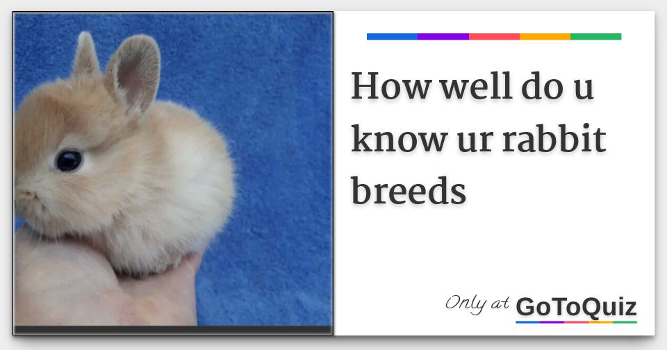 How well do u know ur rabbit breeds