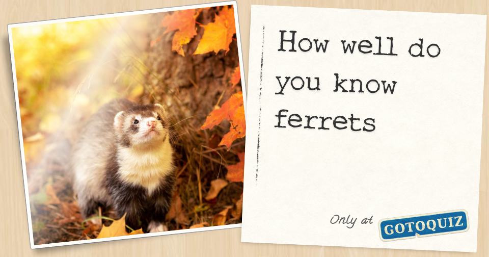 How well do you know ferrets