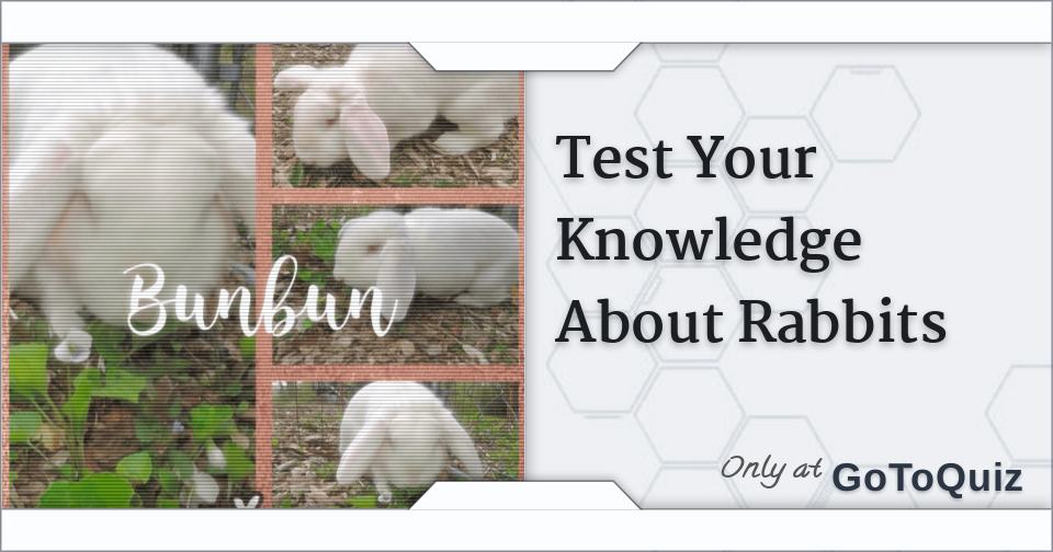 Test Your Knowledge About Rabbits
