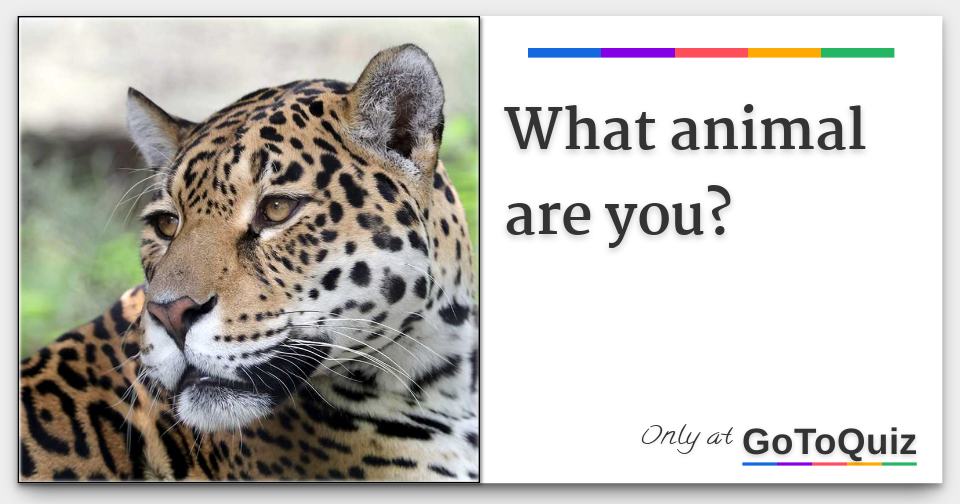 What animal are you?