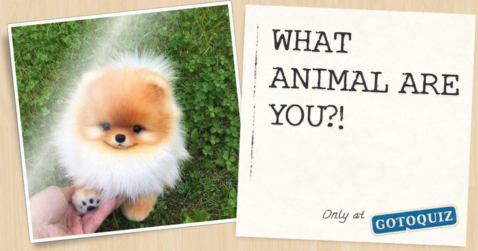 WHAT ANIMAL ARE YOU?!