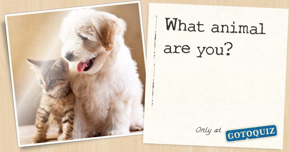 What animal are you?