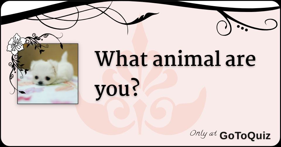 What animal are you?