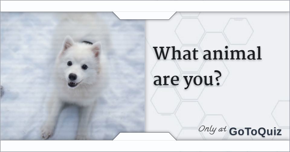 what animal are you?