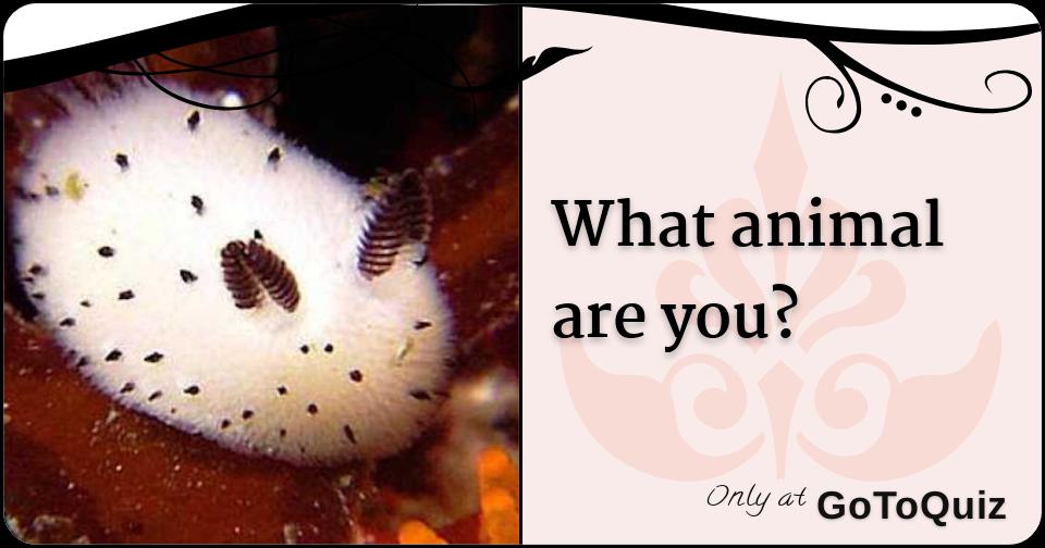 What animal are you?