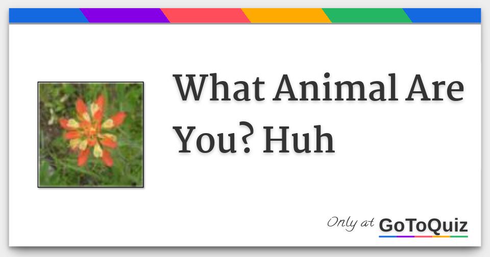 What Animal Are You? Huh