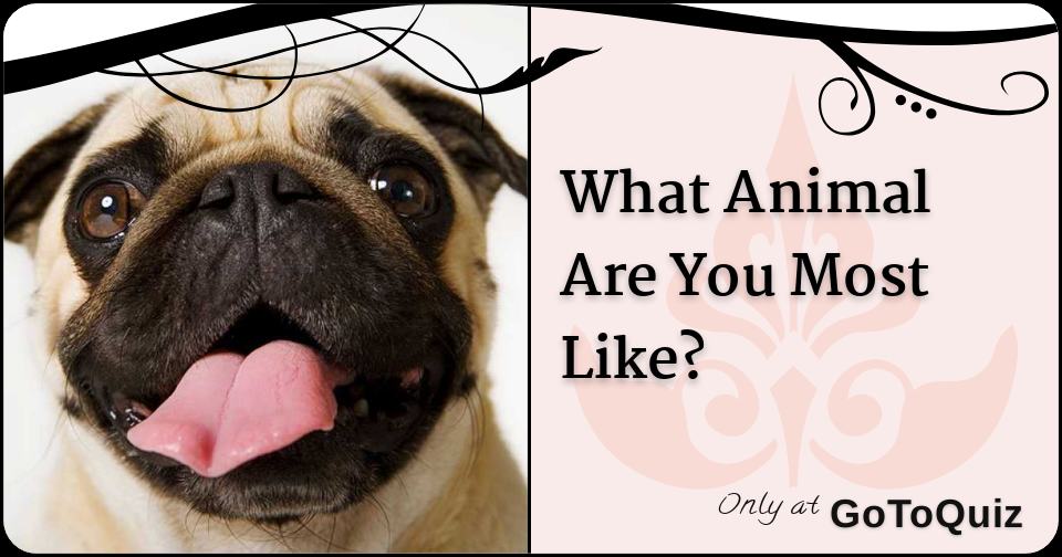 What Animal Are You Most Like?