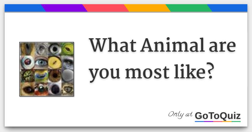 What Animal are you most like?