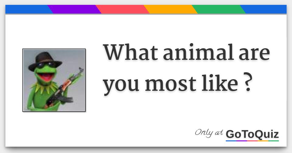 What animal are you most like
