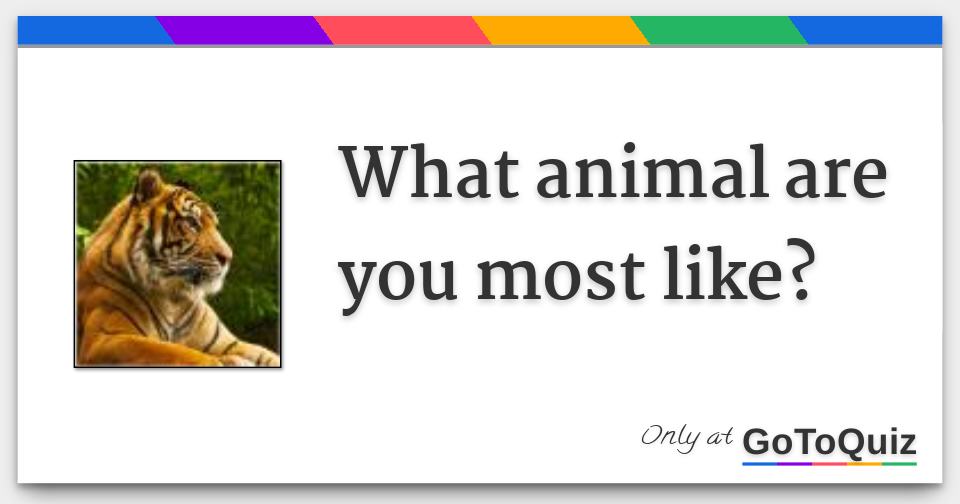What animal are you most like?
