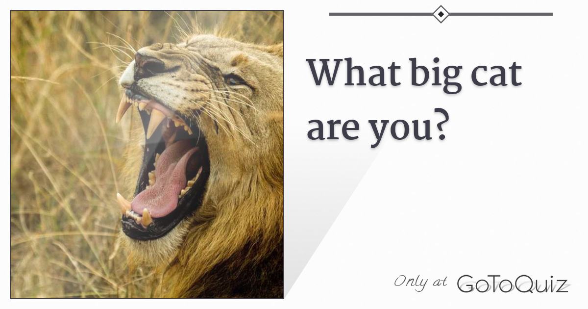 What big cat are you?