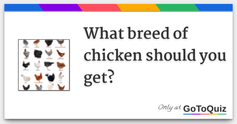 What breed of chicken should you get?