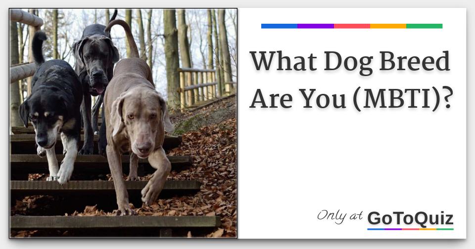 What Dog Breed Are You? Myers-Briggs Dog Personality