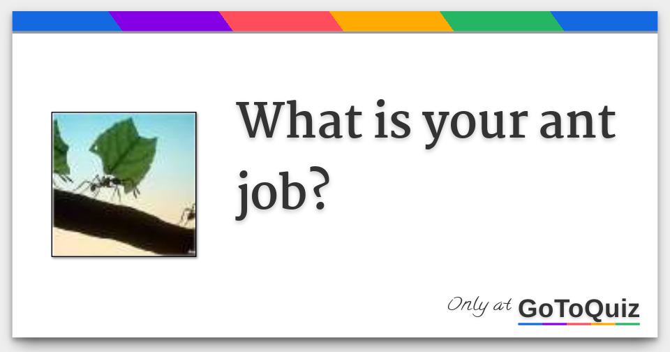 What is your ant job?