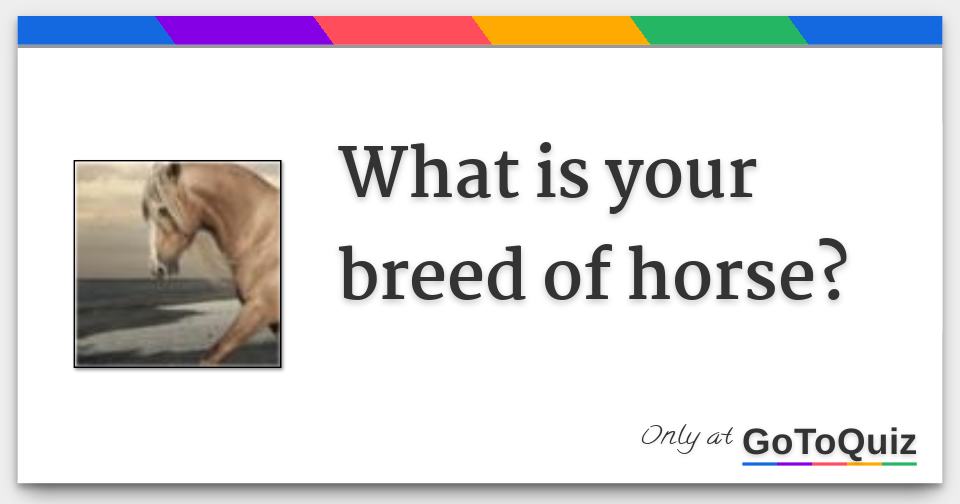 What is your breed of horse?