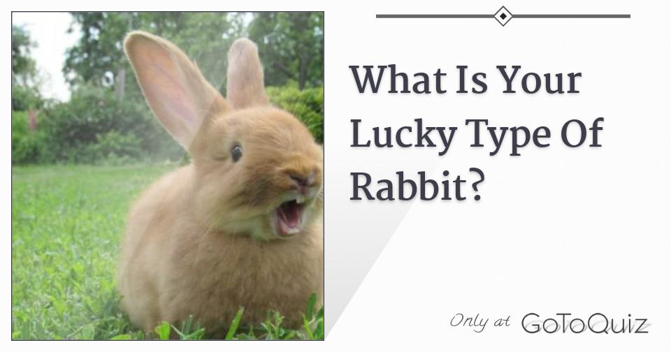 What Is Your Lucky Type Of Rabbit?