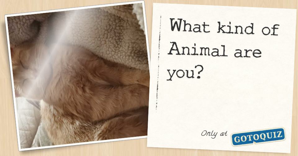 What kind of Animal are you?