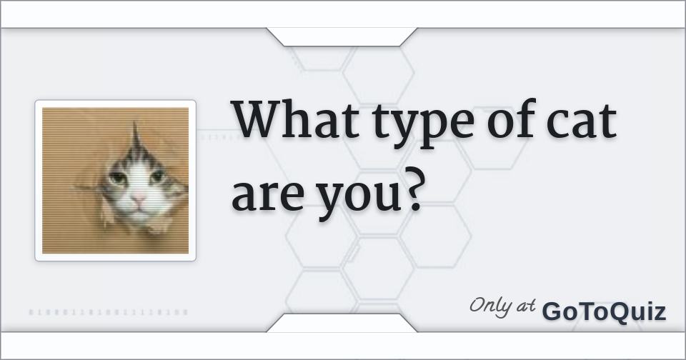 What type of cat are you? Your cat personality