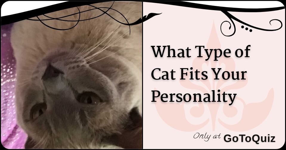 What Type of Cat Fits Your Personality