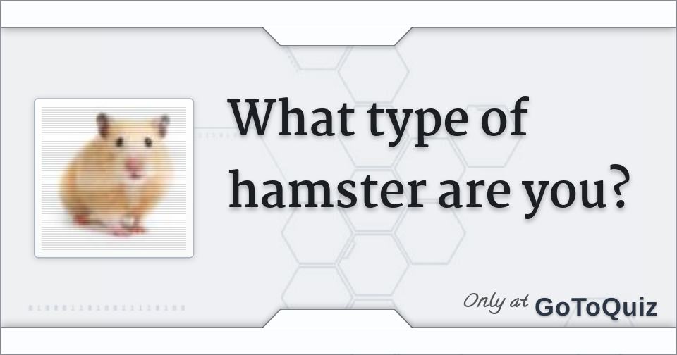 What type of hamster are you?