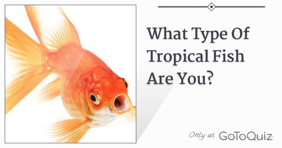 What Type Of Tropical Fish Are You?