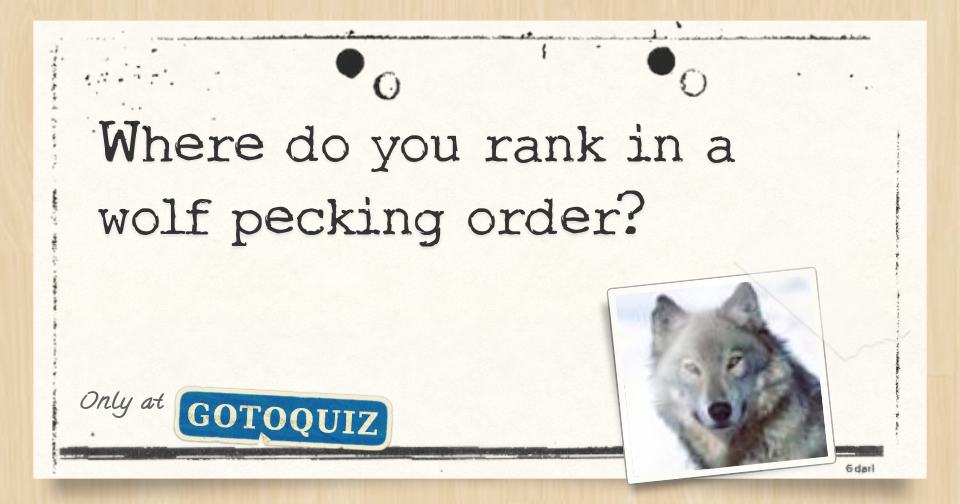 Where do you rank in a wolf pecking order?