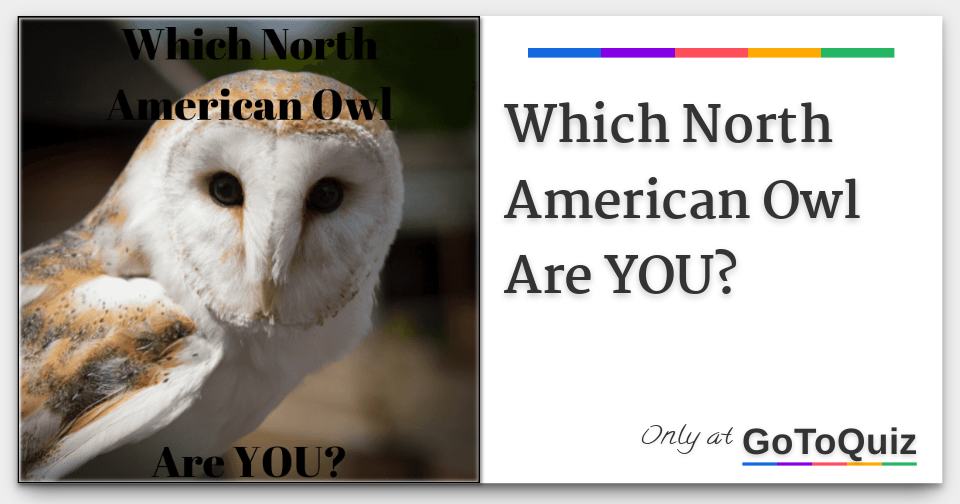 Which North American Owl Are YOU?