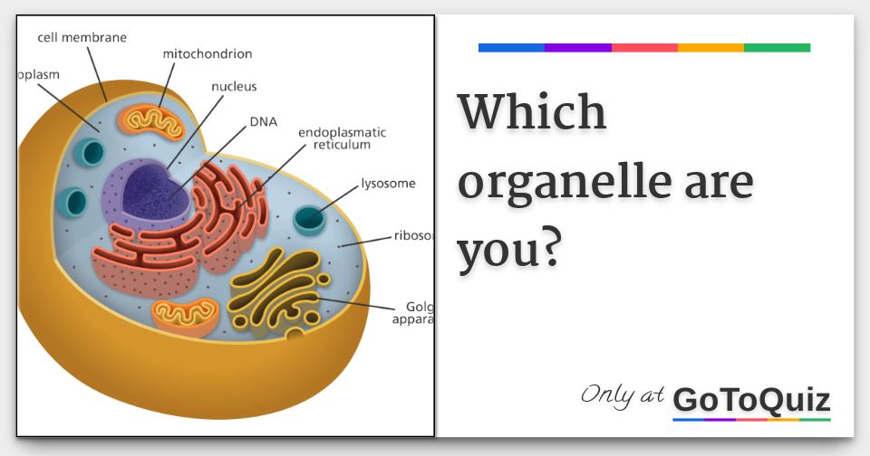which organelle are you?