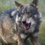 Results: What is your guardian animal?